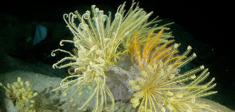 Crinoids Spiritual Meaning, Symbolism, and Totem | (2025)