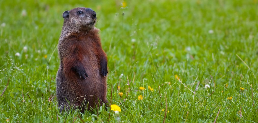 Groundhog Spiritual Meaning, Symbolism, and Totem (2025)