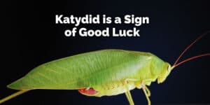 Katydid Spiritual Meaning, Symbolism, and Totem (2025)