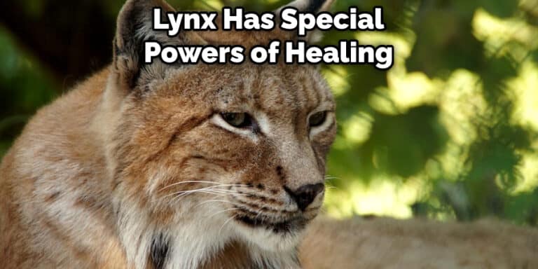 Lynx Dream Meaning | Helpful Explanation (2025)