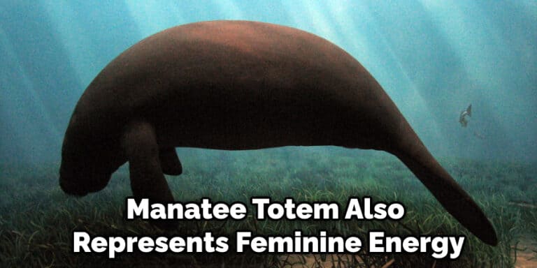 Manatee Symbolism, Meaning, and Totem | Helpful Explanation