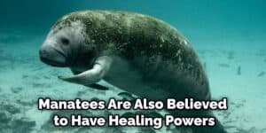 Manatee Symbolism, Meaning, and Totem | Helpful Explanation