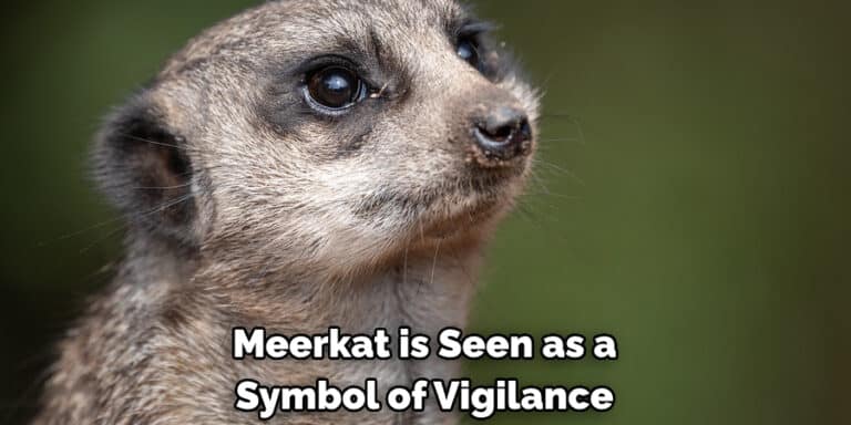 Meerkat Spiritual Meaning, Symbolism, and Totem | (2025)