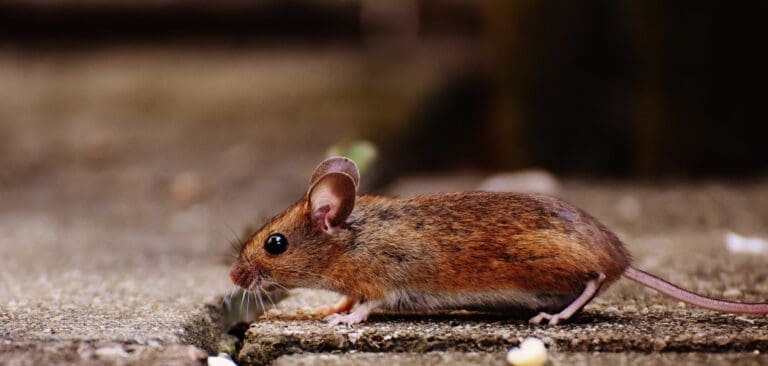 Mouse Spiritual Meaning, Symbolism, and Totem | Explained