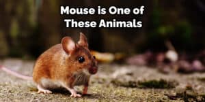 Mouse Spiritual Meaning, Symbolism, and Totem | Explained