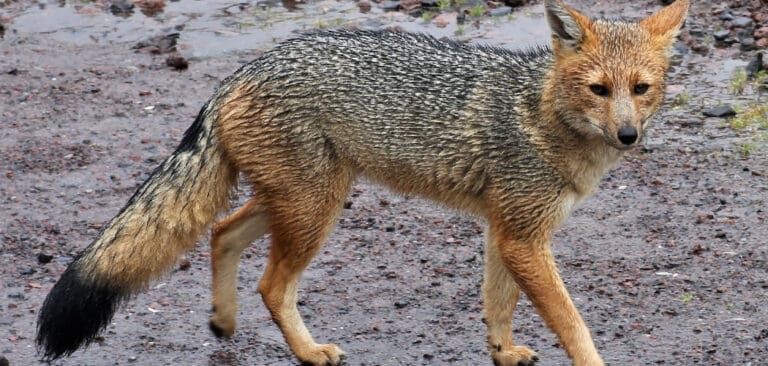Fox Spiritual Meaning, Symbolism, and Totem | Detailed Guide