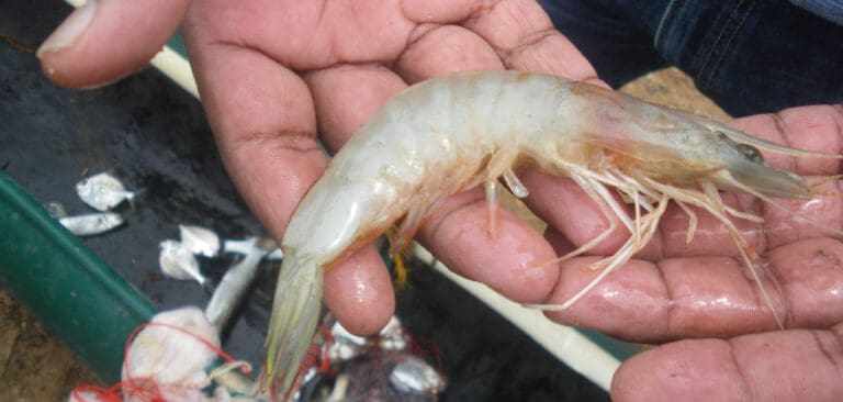 Prawn Spiritual Meaning, Symbolism, and Totem | Detailed Guide