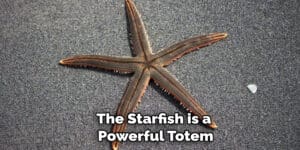 Starfish Spiritual Meaning, Symbolism, and Totem | Explained