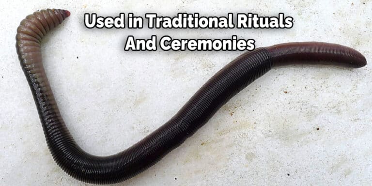 Segmented Worm Spiritual Meaning, Symbolism, and Totem | (2025)