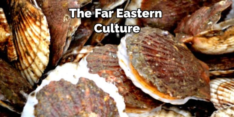 Scallop Spiritual Meaning, Symbolism, and Totem (2023)