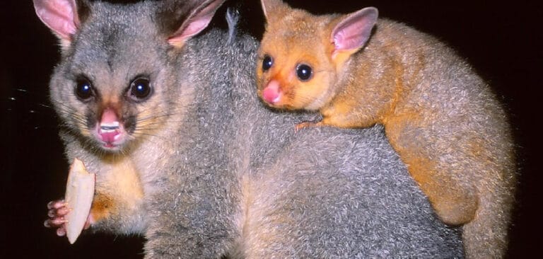 Possum Spiritual Meaning, Symbolism, and Totem | (2025)