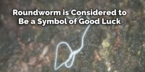 Roundworm Spiritual Meaning, Symbolism, and Totem (2025)