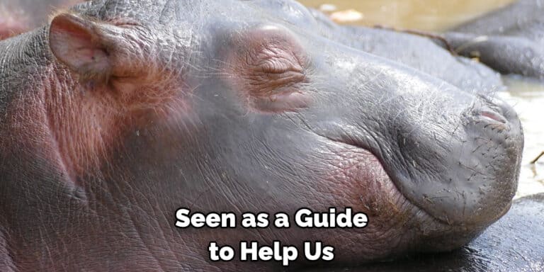 Hippo Meaning, Symbolism, and Totem | Detailed Guides (2026)