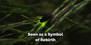 Fireflies Spiritual Meaning, Symbolism, and Totem (2025)
