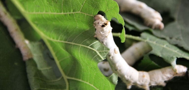 Silkworm Spiritual Meaning, Symbolism, and Totem (2025)
