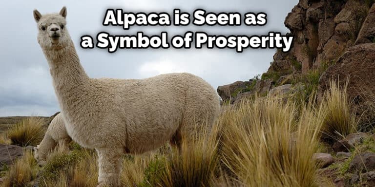 Alpaca Spiritual Meaning, Symbolism, and Totem | (2025)