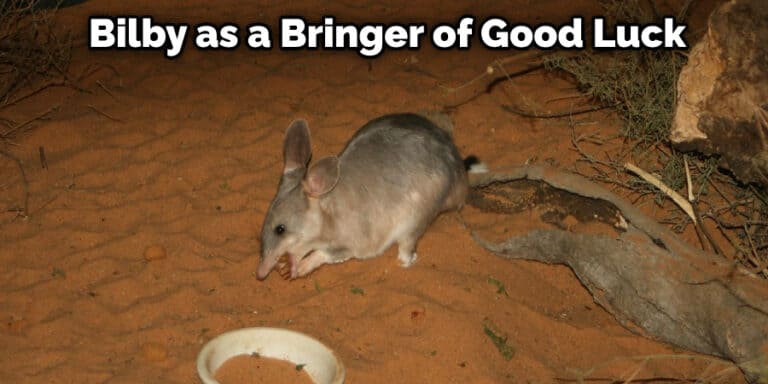 Bilby Spiritual Meaning, Symbolism, and Totem | (2025)