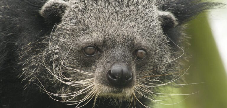 Binturong Spiritual Meaning, Symbolism, and Totem (2025)