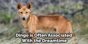 Dingo Spiritual Meaning, Symbolism, and Totem | Complete Guide