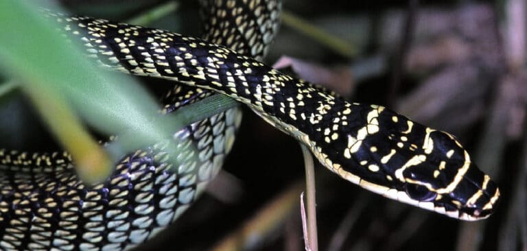 Flying Snake Spiritual Meaning, Symbolism, and Totem (2022)