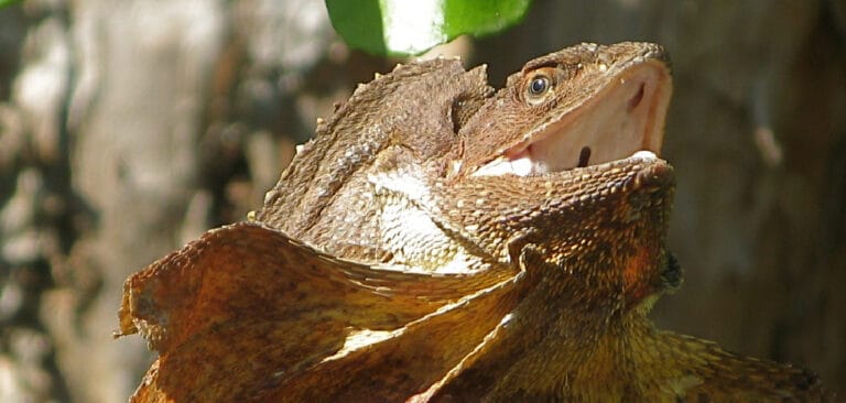 Frilled Lizard Spiritual Meaning, Symbolism, and Totem (2025)