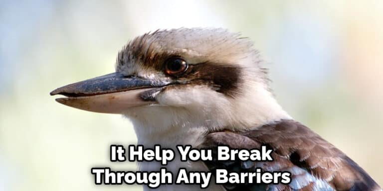 Kookaburra Spiritual Meaning, Symbolism, and Totem (2025)