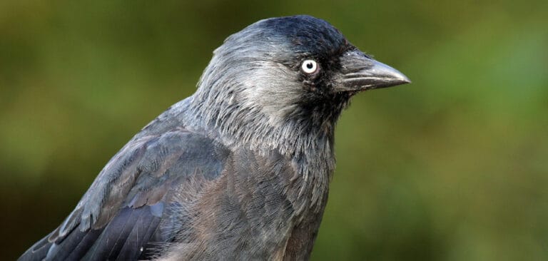 Jackdaw Spiritual Meaning, Symbolism, and Totem | (2026)