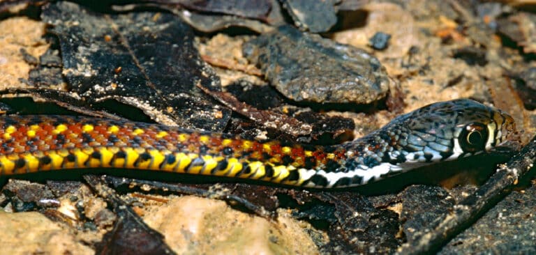 Keelback Snake Spiritual Meaning, Symbolism, and Totem (2025)