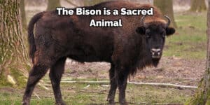 Bison Spiritual Meaning, Symbolism, and Totem | (2022)