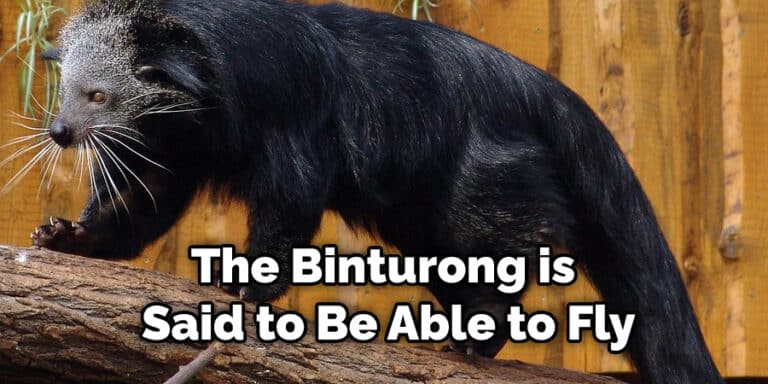 Binturong Spiritual Meaning, Symbolism, and Totem (2025)