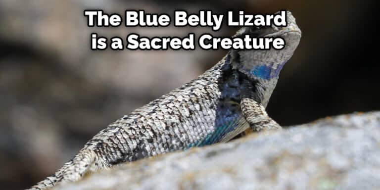 Blue Belly Lizard Spiritual Meaning, Symbolism, and Totem