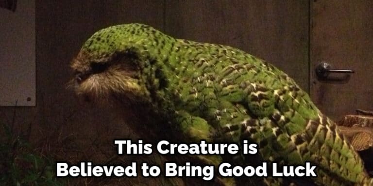 Kakapo Spiritual Meaning, Symbolism, and Totem | Explained