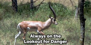 Gazelle Spiritual Meaning, Symbolism, and Totem | Instructions