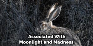 Jackrabbit Spiritual Meaning, Symbolism and Totem (2025)