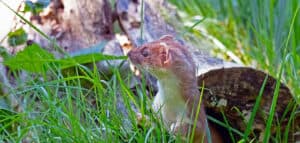Ermine Spiritual Meaning, Symbolism, and Totem | Instructions