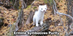 Ermine Spiritual Meaning, Symbolism, and Totem | Instructions