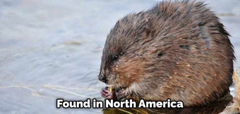 Muskrat Spiritual Meaning, Symbolism and Totem | Explained