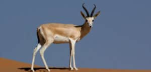 Gazelle Spiritual Meaning, Symbolism, and Totem | Instructions