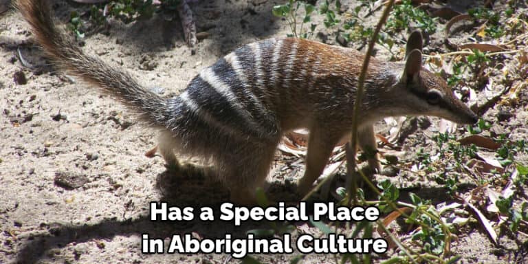 Numbat Spiritual Meaning, Symbolism and Totem | Instructions