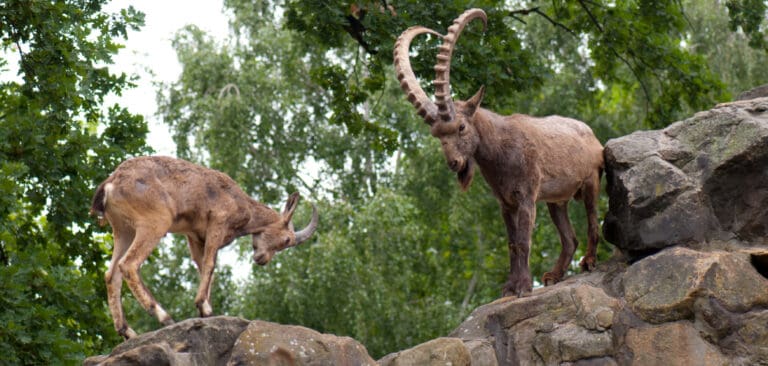 Ibex Spiritual Meaning, Symbolism, and Totem | Complete Guide