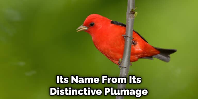 Scarlet Tanager Spiritual Meaning, Symbolism and Totem (2025)