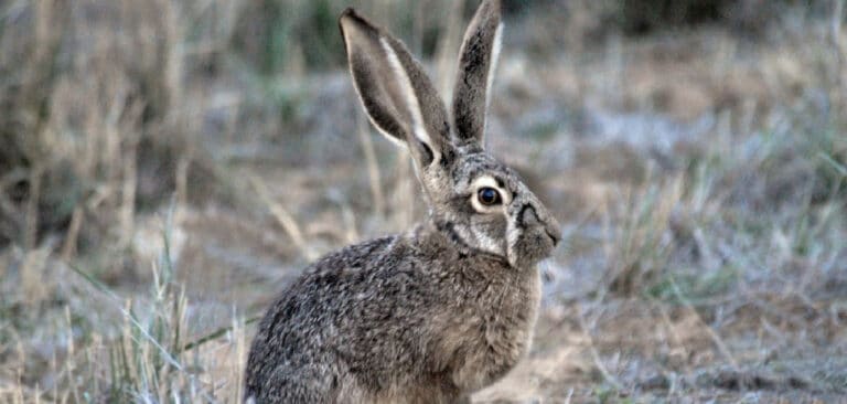 Jackrabbit Spiritual Meaning, Symbolism and Totem (2025)