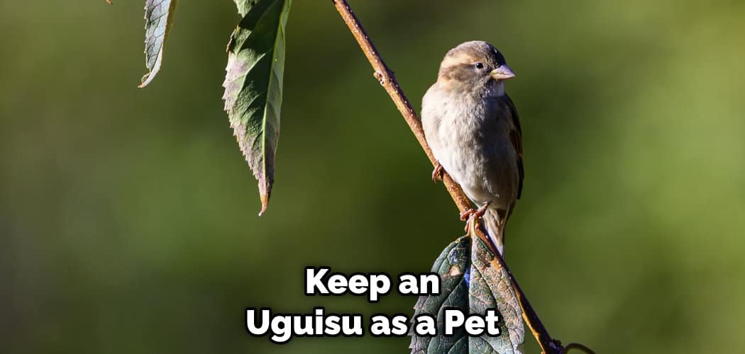 Uguisu Spiritual Meaning, Symbolism and Totem | Explanation