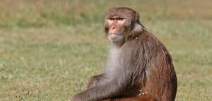 Macaque Spiritual Meaning, Symbolism and Totem (2026)