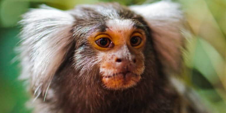 Marmoset Spiritual Meaning, Symbolism and Totem | Explained