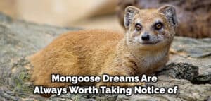 Mongoose Spiritual Meaning, Symbolism and Totem | Explained