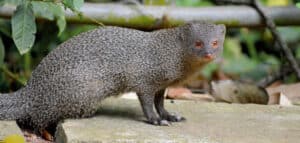 Mongoose Spiritual Meaning, Symbolism and Totem | Explained