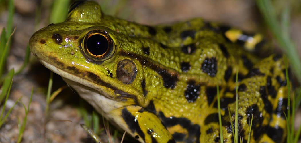 Pool Frog Spiritual Meaning Symbolism And Totem Explained