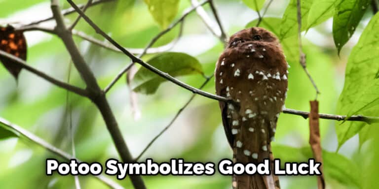 Potoo Spiritual Meaning, Symbolism, and Totem | Detailed Guide