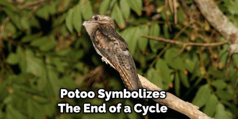 Potoo Spiritual Meaning, Symbolism, and Totem | Detailed Guide